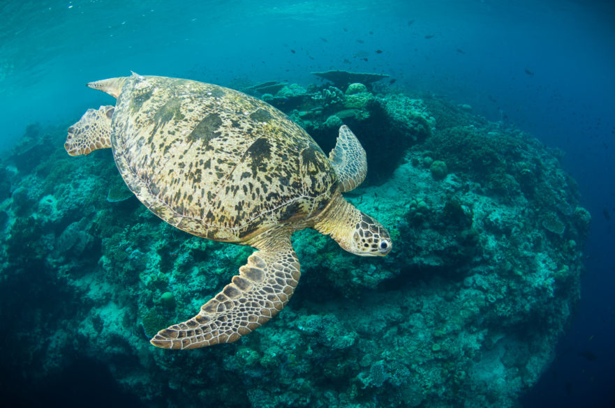The Top 5 Places in Southeast Asia to Dive with Sea Turtles - This ...